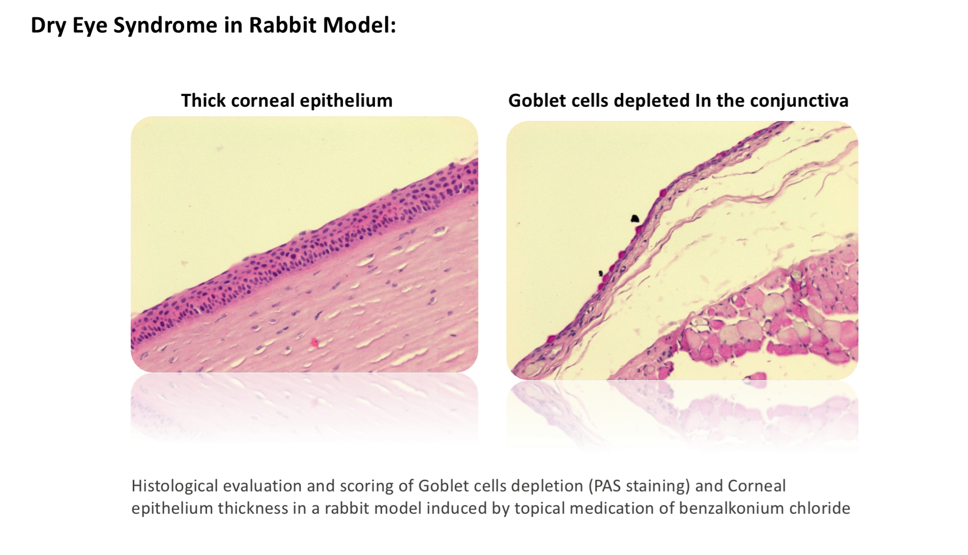 Ophthalmology Models - Pharmaseed